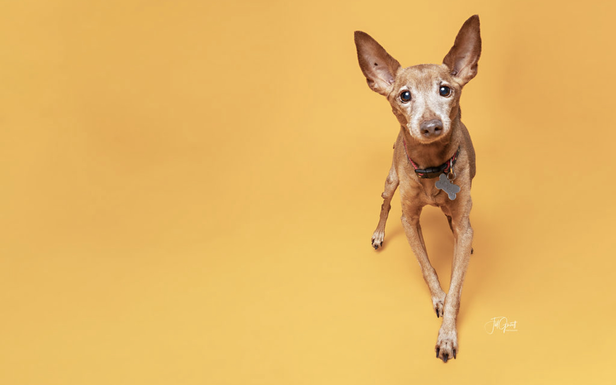 Pawssionate – Elizabeth Roy